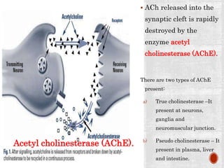 Autonomic nervous system introduction and cholinergic system | PPTX