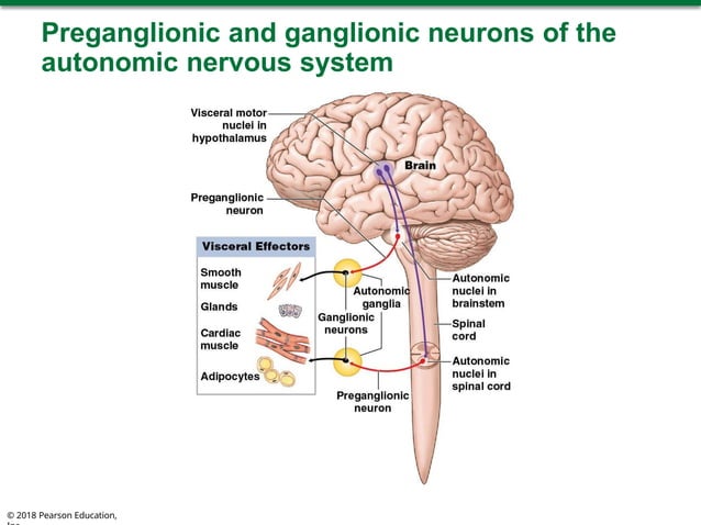 Autonomic Nervous system-Physiology.pptx