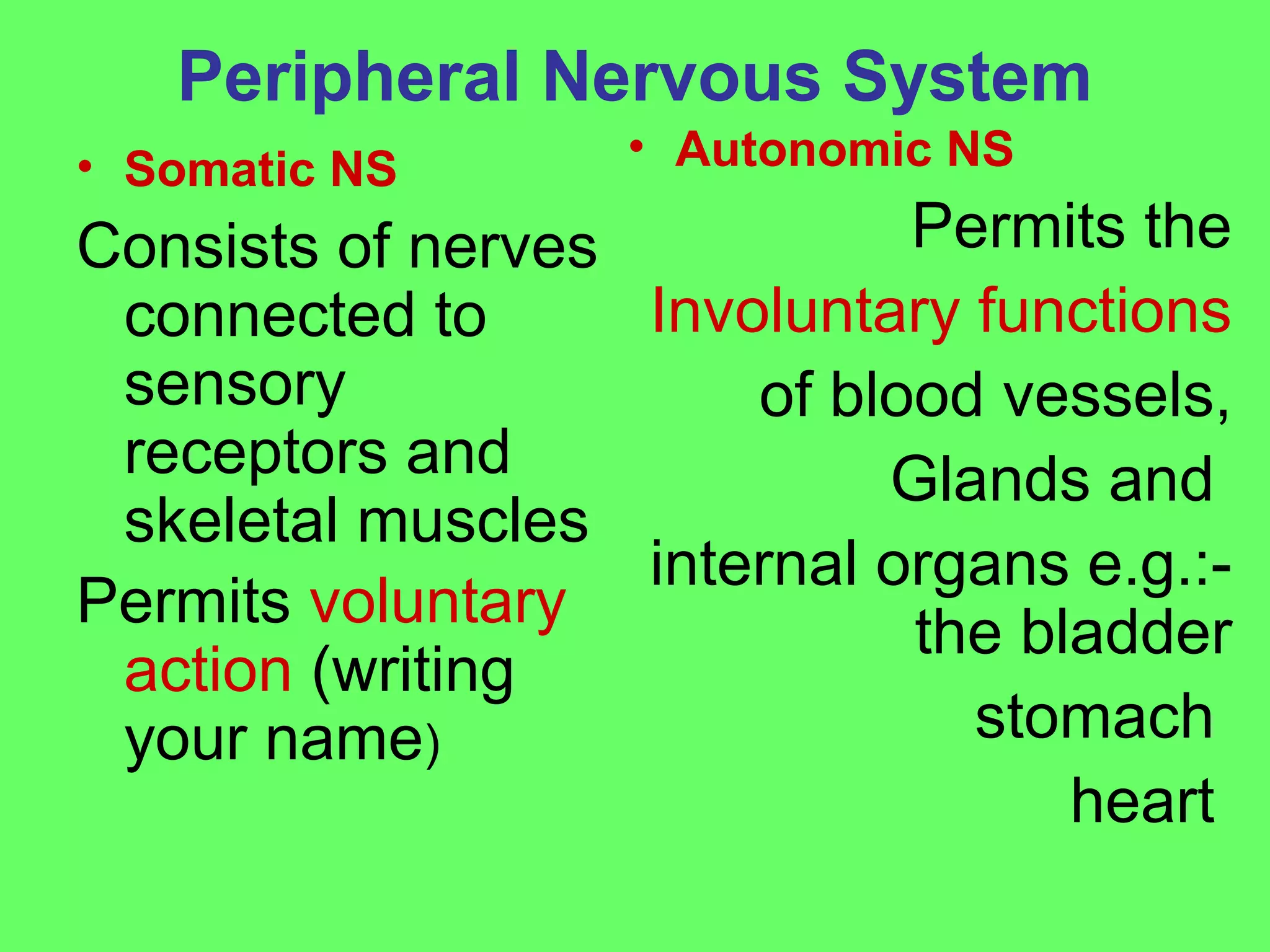 Autonomic nervous system Physiology | PPT