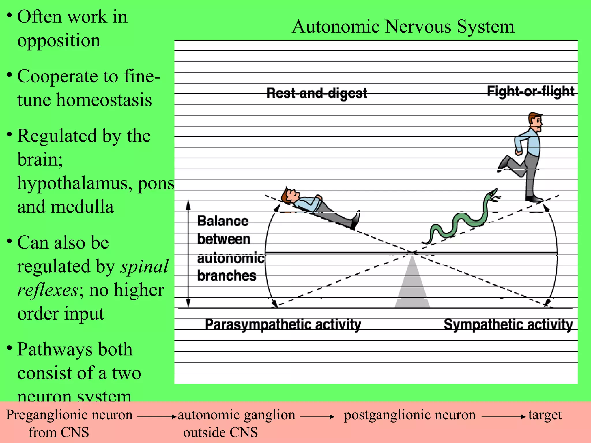 Autonomic nervous system Physiology | PPT
