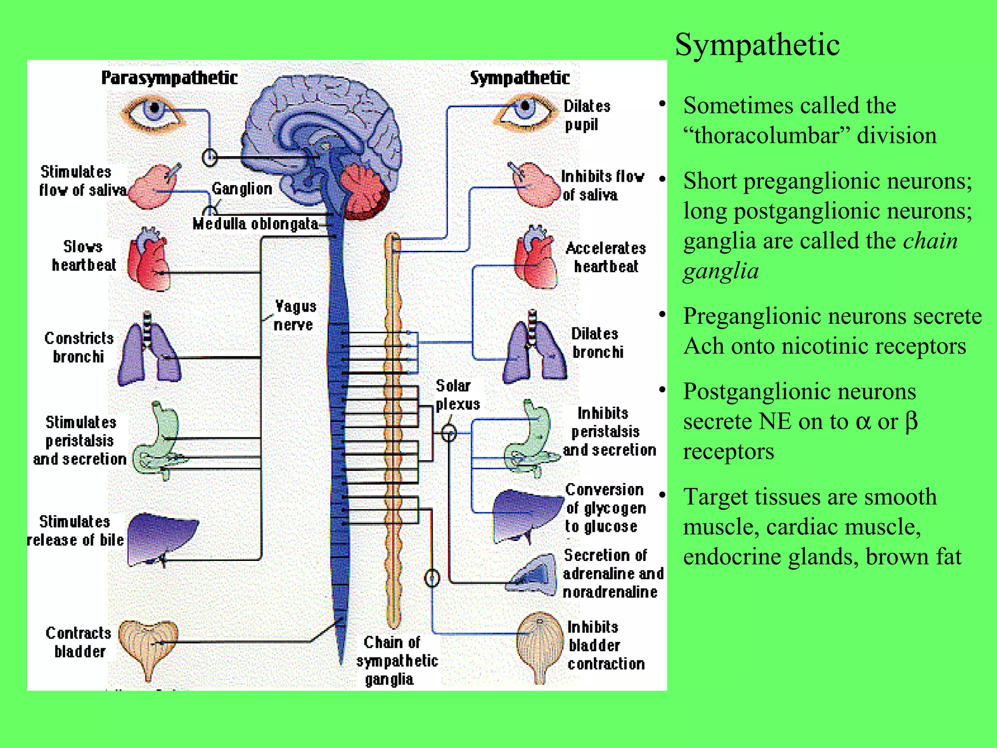Autonomic nervous system Physiology | PPT