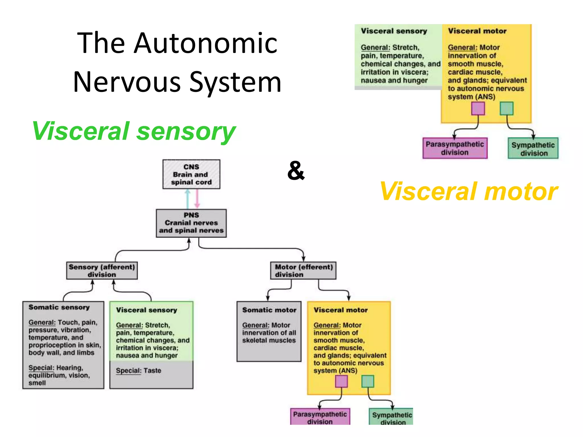 Autonomic Nervous System (1).ppt