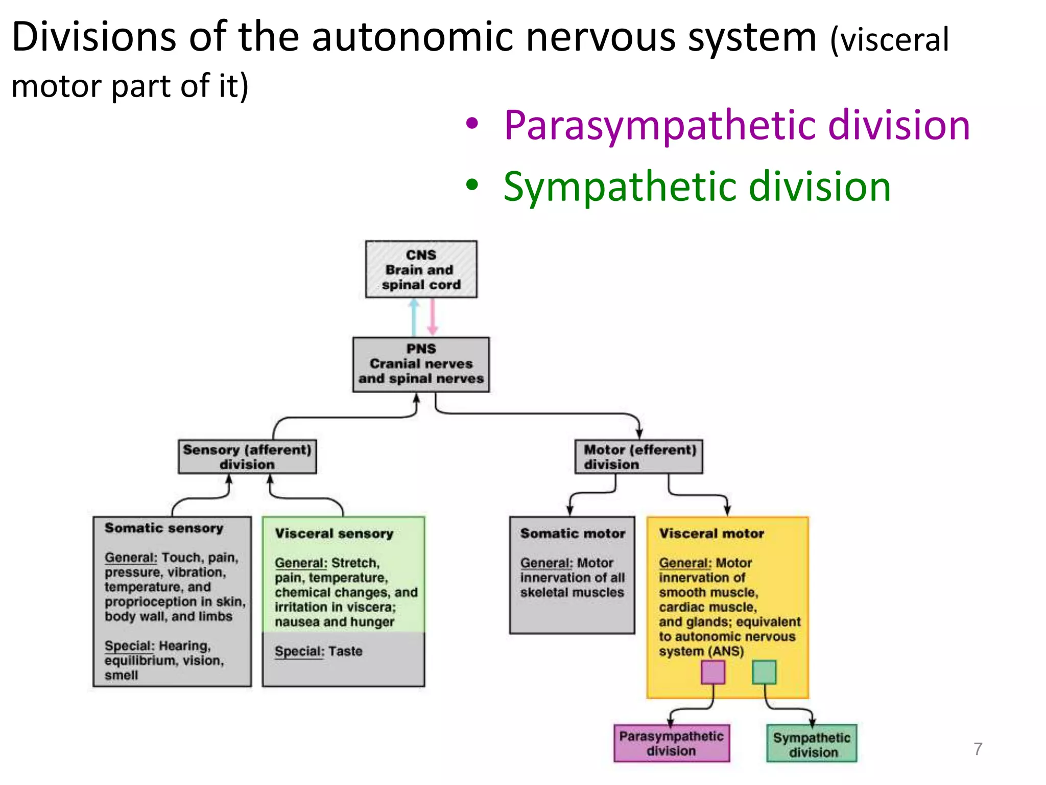 Autonomic Nervous System (1).ppt