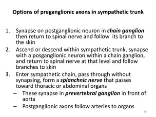 Autonomic Nervous System (1).ppt