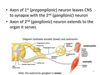 Autonomic Nervous System (1).ppt