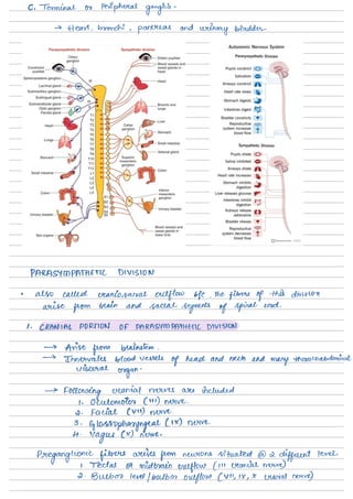 AUTONOMIC NERVOUS SYSTEM Sympathetic and Parasympathetic | PDF
