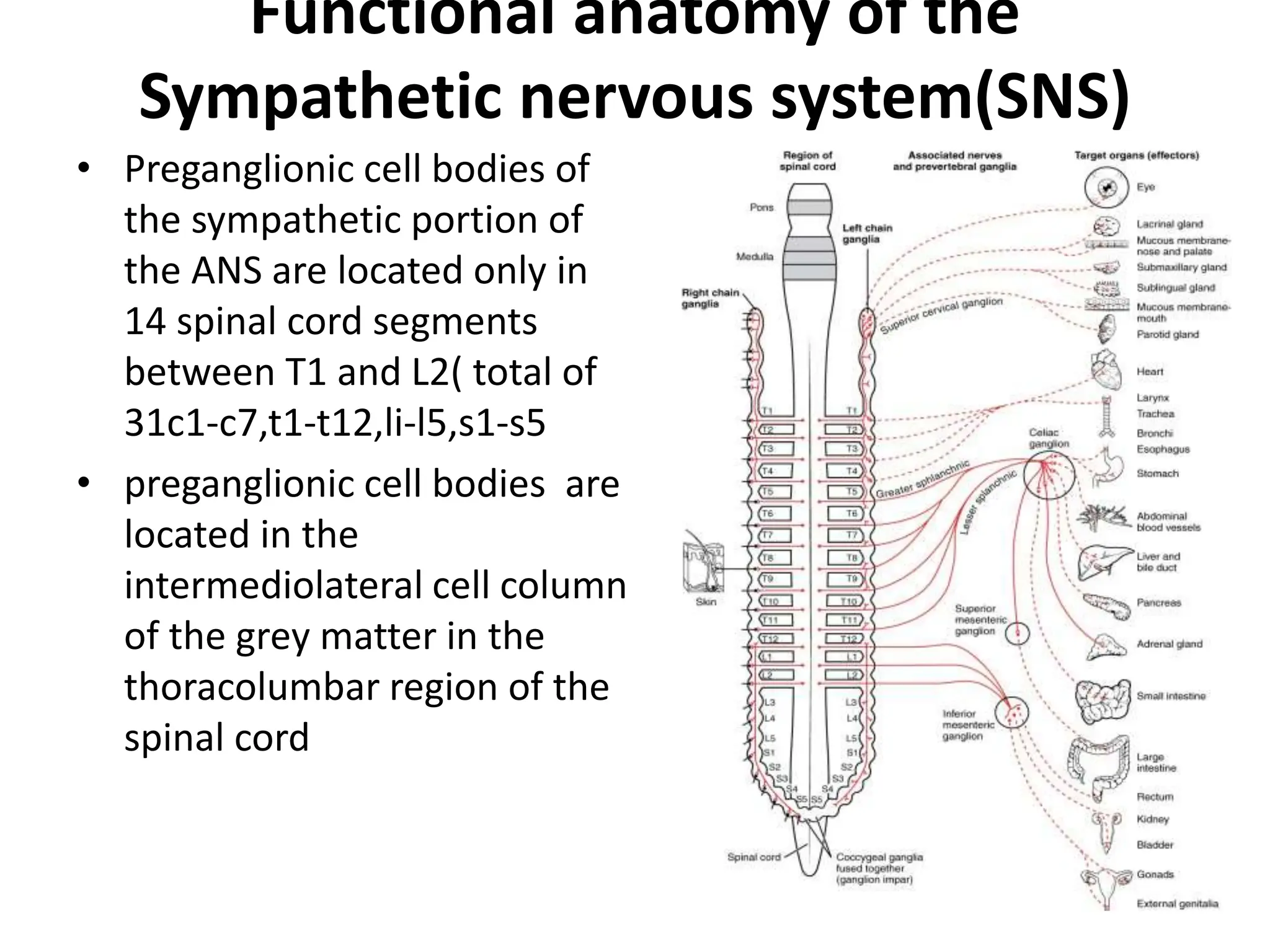 AUTONOMIC NERVOUS SYSTEM.pptx