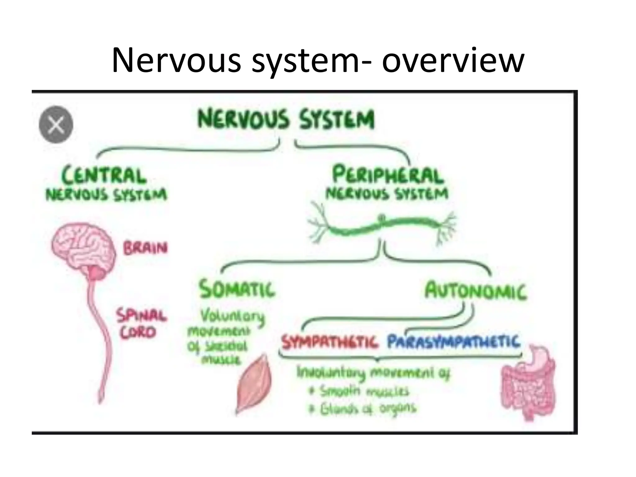 AUTONOMIC NERVOUS SYSTEM.pptx