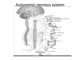 AUTONOMIC NERVOUS SYSTEM.pptx