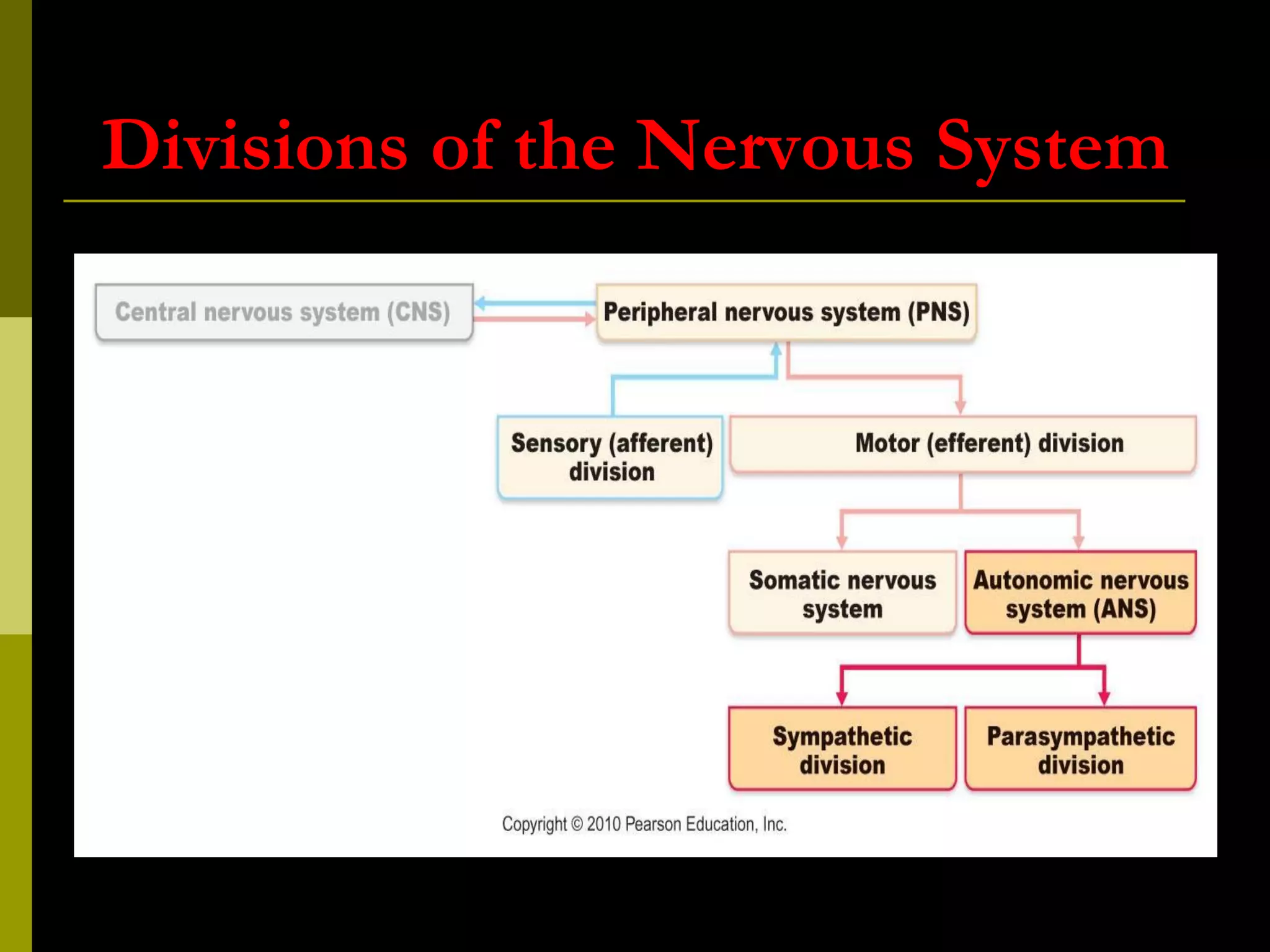 Autonomic nervous system (3).pdf
