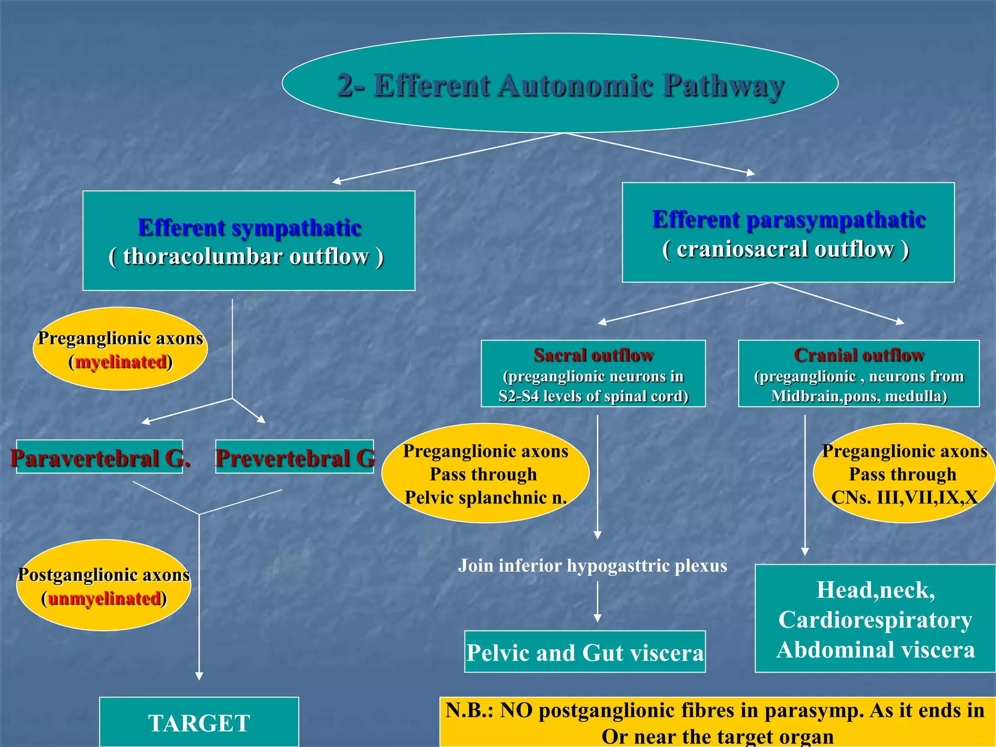 Autonomic nervous system anatomy and physiology.pptx