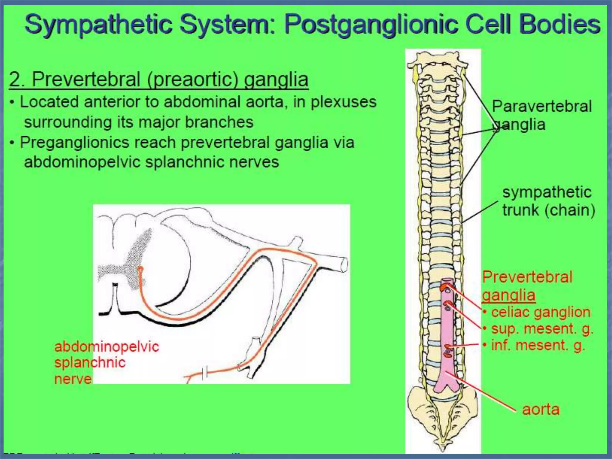 Autonomic nervous system anatomy and physiology.pptx