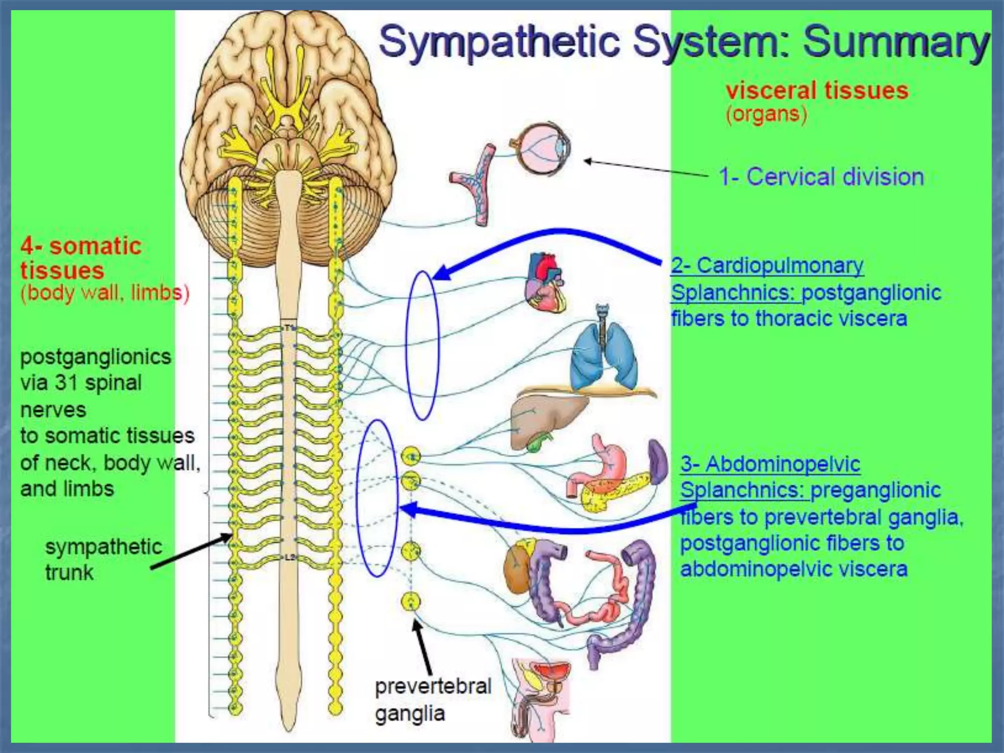 Autonomic nervous system anatomy and physiology.pptx