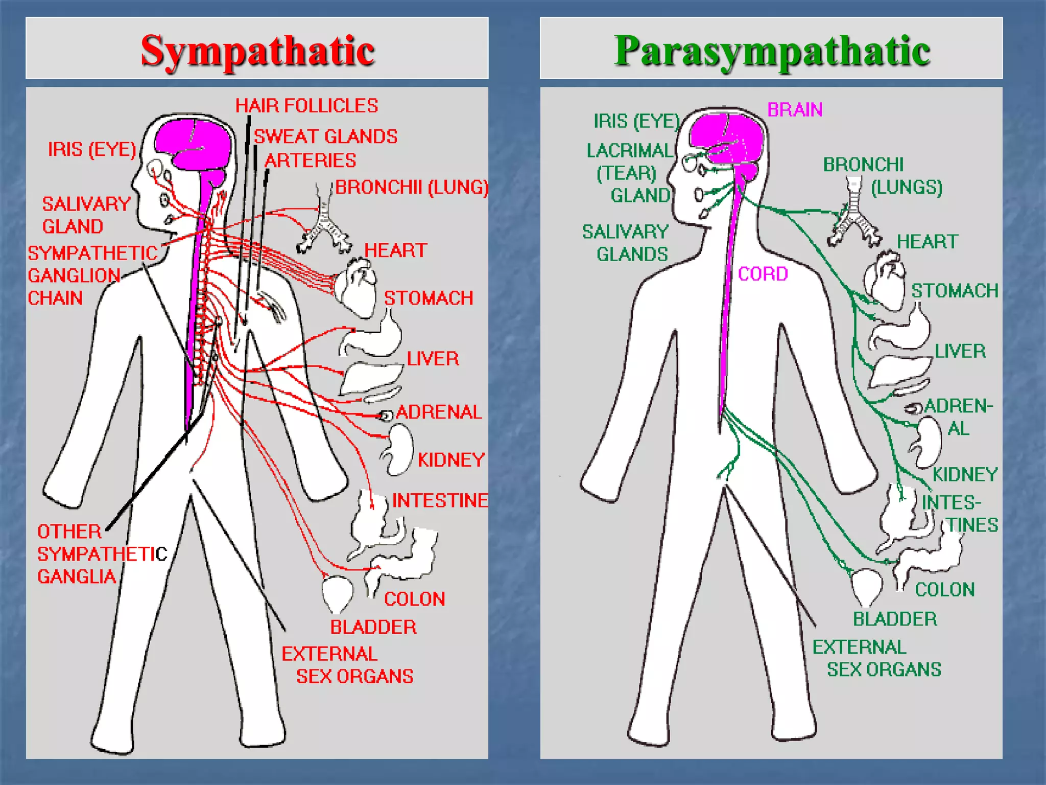 Autonomic nervous system anatomy and physiology.pptx