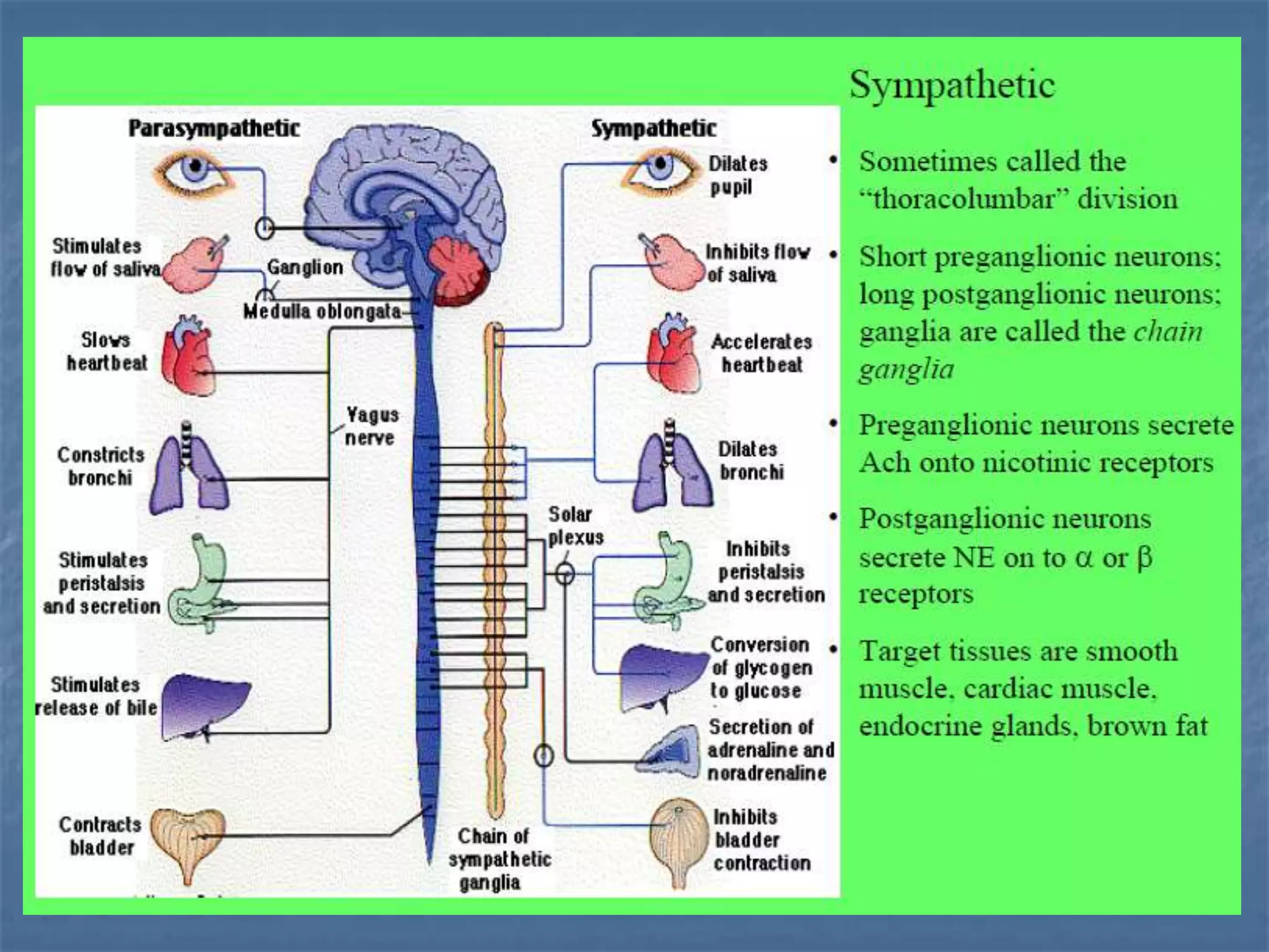 Autonomic nervous system anatomy and physiology.pptx