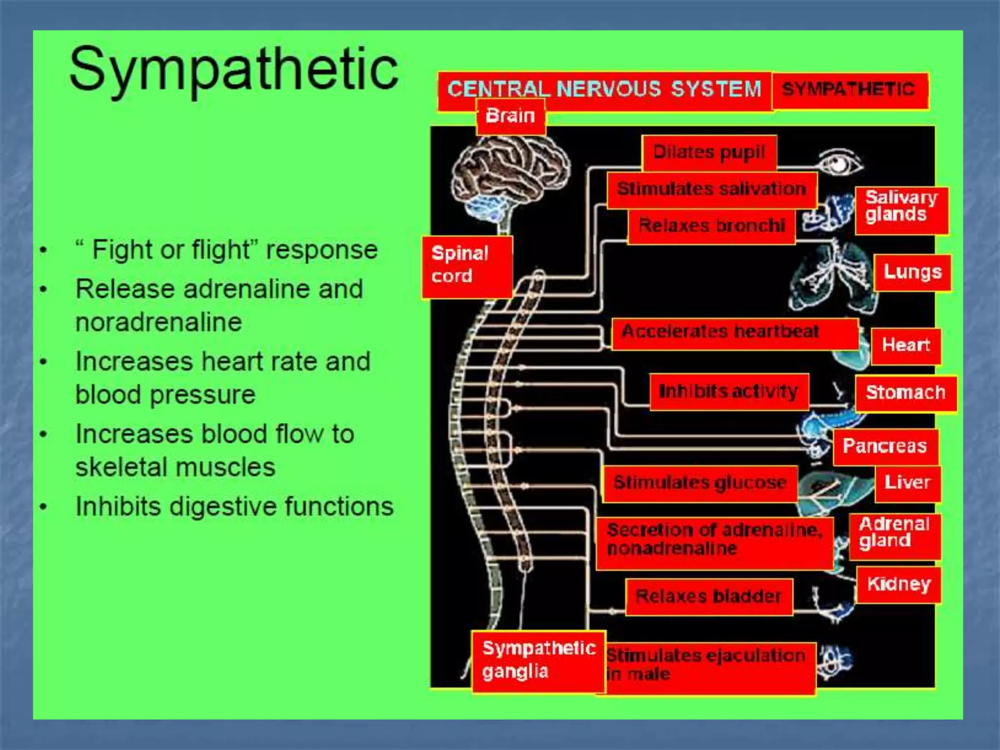 Autonomic nervous system anatomy and physiology.pptx