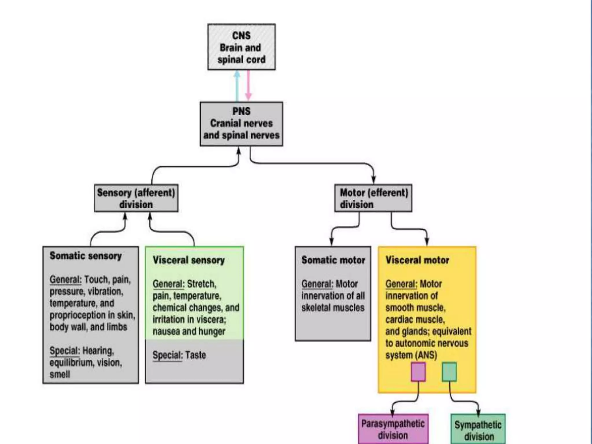 Autonomic nervous system anatomy and physiology.pptx