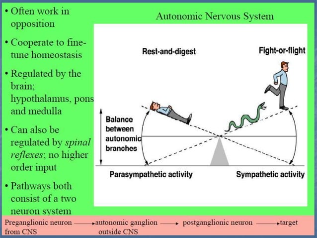 Autonomic nervous system anatomy and physiology.pptx