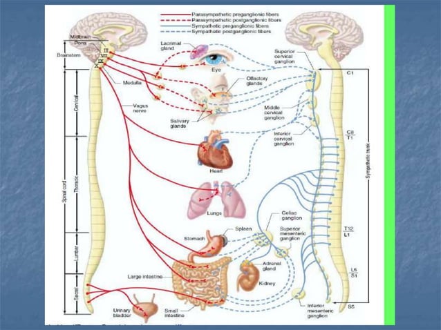 Autonomic nervous system anatomy and physiology.pptx