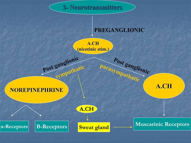 Autonomic nervous system anatomy and physiology.pptx