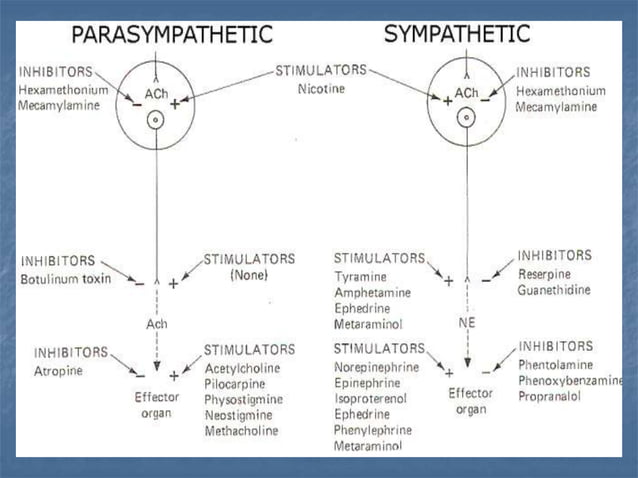 Autonomic nervous system anatomy and physiology.pptx