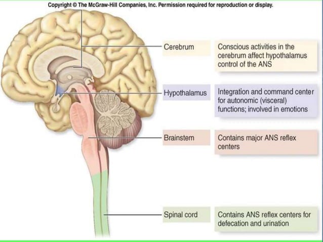 Autonomic nervous system anatomy and physiology.pptx