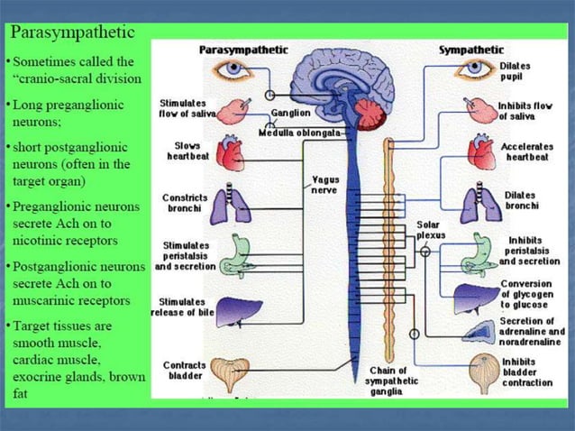 Autonomic nervous system anatomy and physiology.pptx