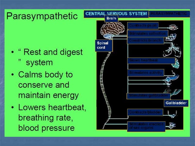 Autonomic nervous system anatomy and physiology.pptx