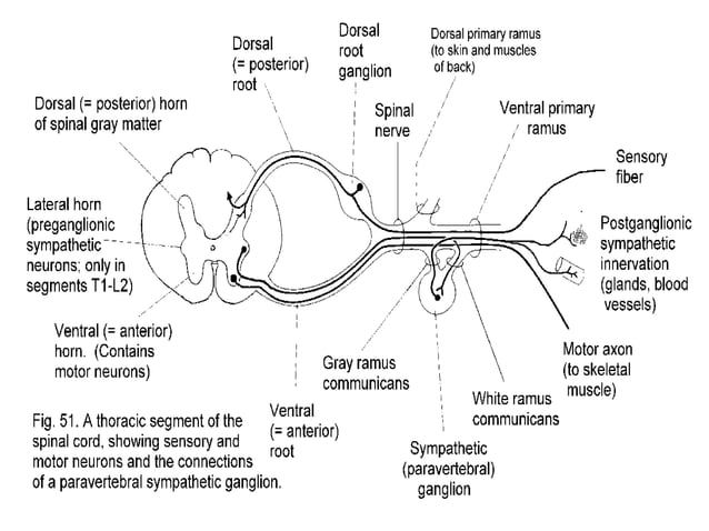 Autonomic nervous system anatomy and physiology.pptx