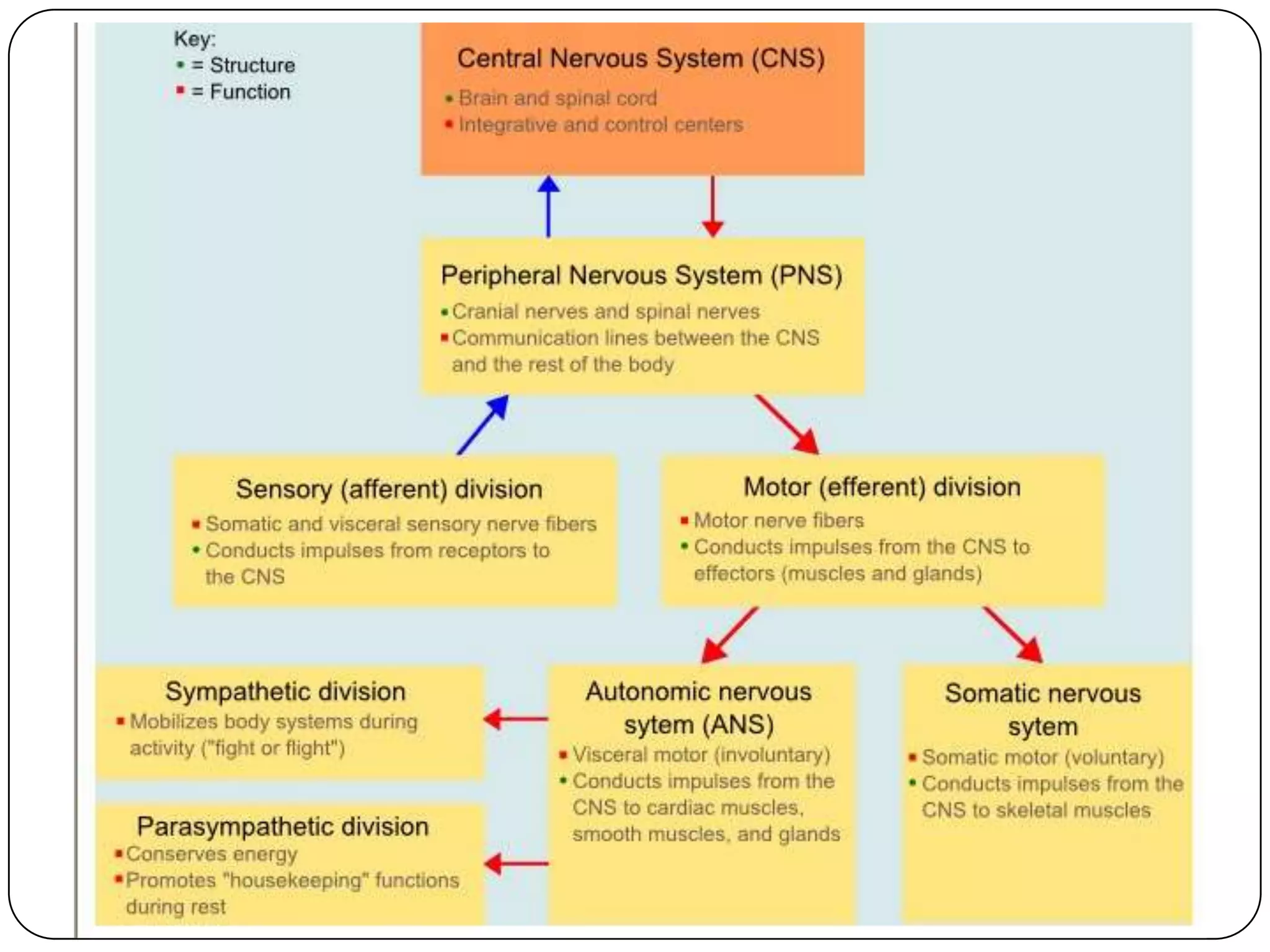 Autonomic nervous system (ans) | PPTX