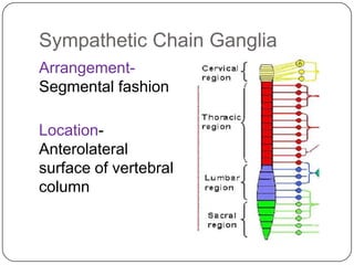 Autonomic nervous system (ans) | PPTX