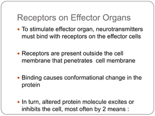 Autonomic nervous system (ANS)2 | PPTX | Brain and Nervous System ...