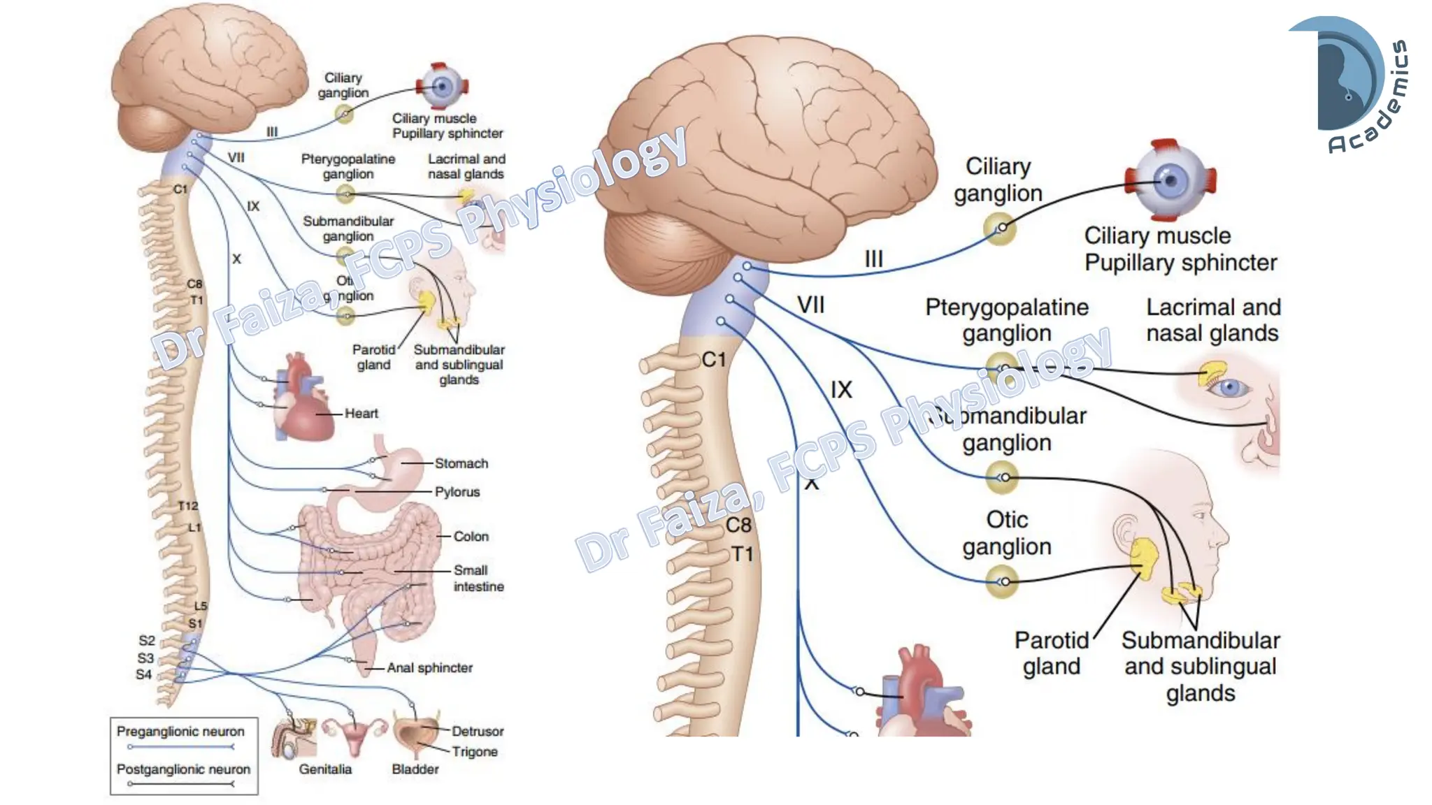 AUTONOMIC NERVOUS SYSTEM organization and functions | PDF