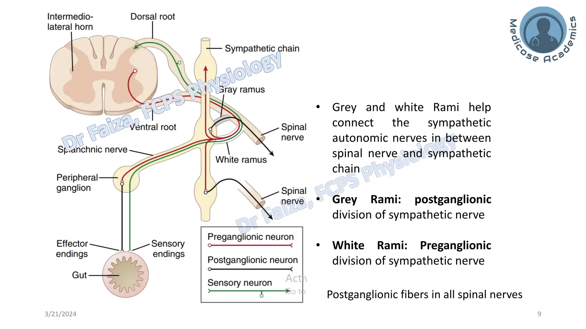 AUTONOMIC NERVOUS SYSTEM organization and functions | PDF
