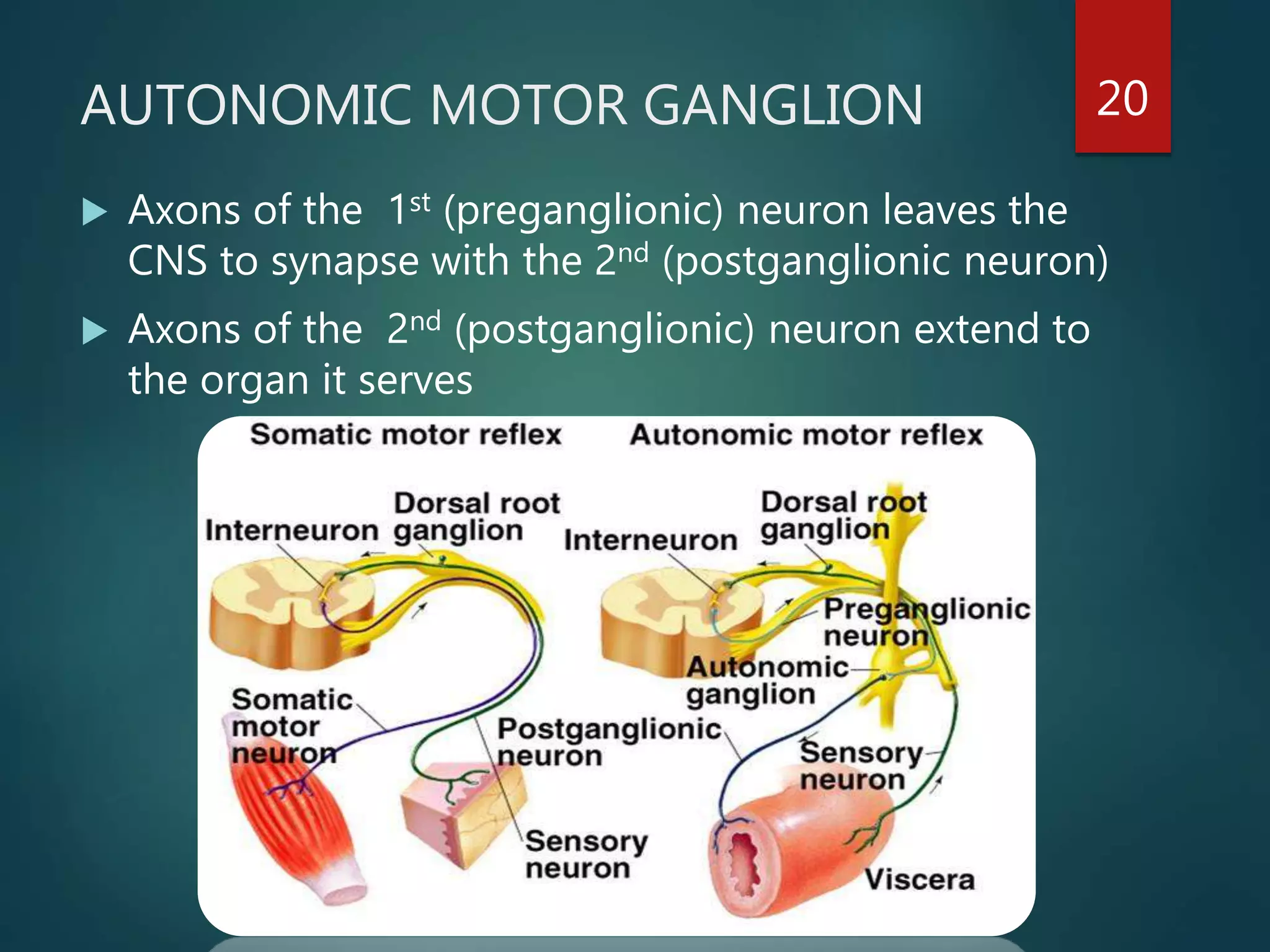 Autonomic nervous system—arrangement, function, pain,visceral ...
