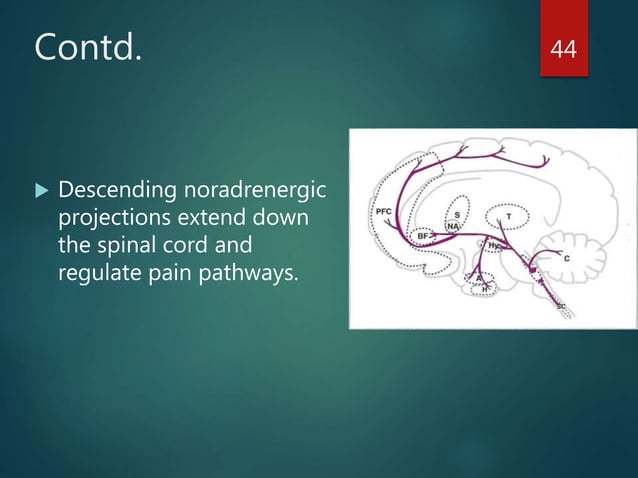 Autonomic nervous system—arrangement, function, pain,visceral ...