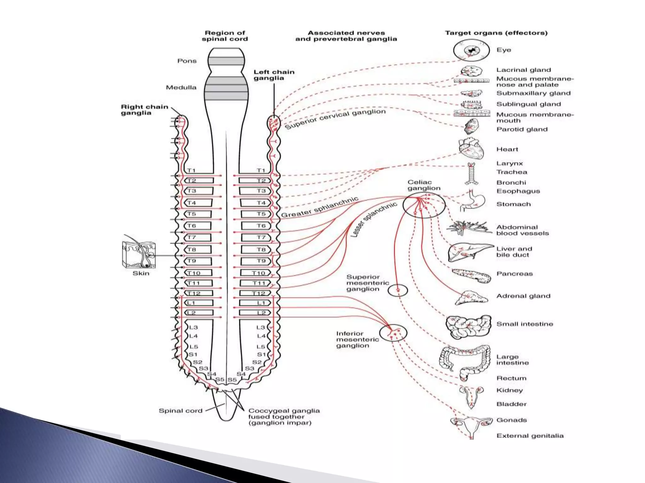 AUTONOMIC NERVOUS SYSTEM By NAJALA P.pptx