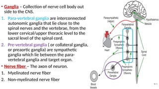 Autonomic Nervous system, Ganglia, Nerve fiber.pptx