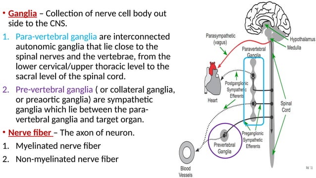 Autonomic Nervous system, Ganglia, Nerve fiber.pptx
