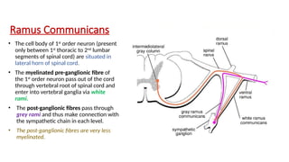 Autonomic Nervous system, Ganglia, Nerve fiber.pptx