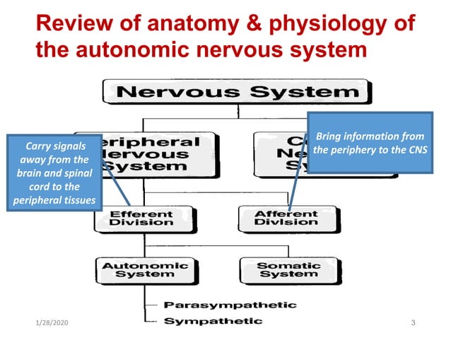 Autonomic nervous system pharmacology | PPT