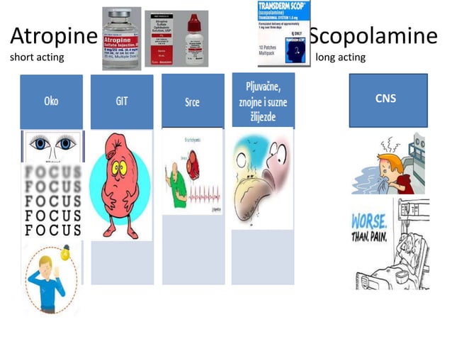 Autonomic nervous system pharmacology.pptx