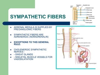AUTONOMIC NERVOUS SYTEM.ppt
