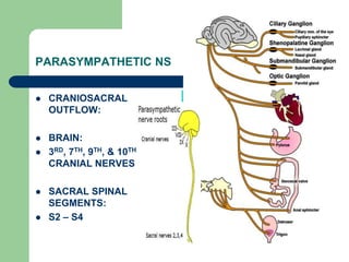 AUTONOMIC NERVOUS SYTEM.ppt