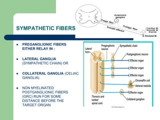 AUTONOMIC NERVOUS SYTEM.ppt