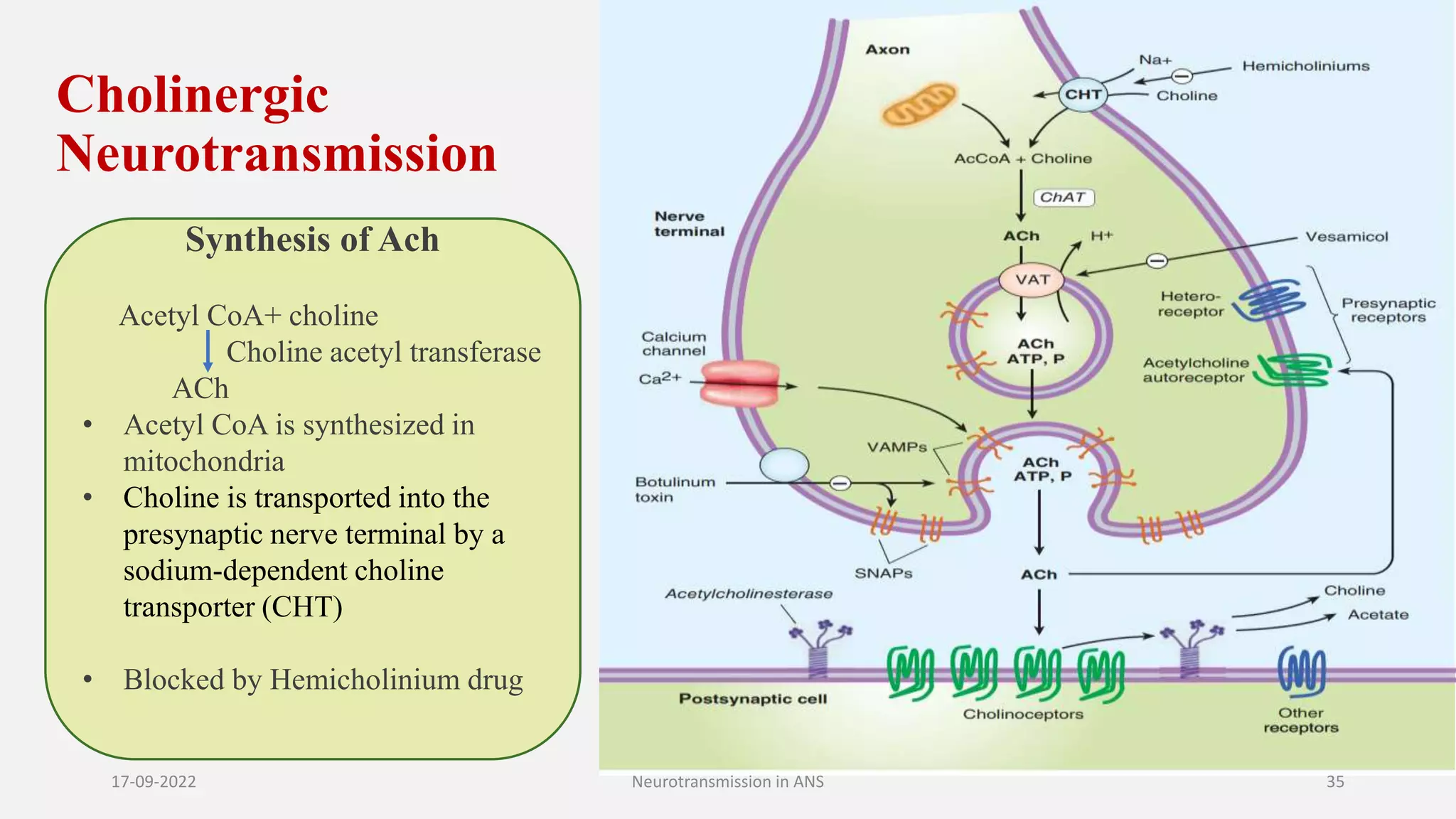 AUTONOMIC NEUROTRANSMISSION.pptx