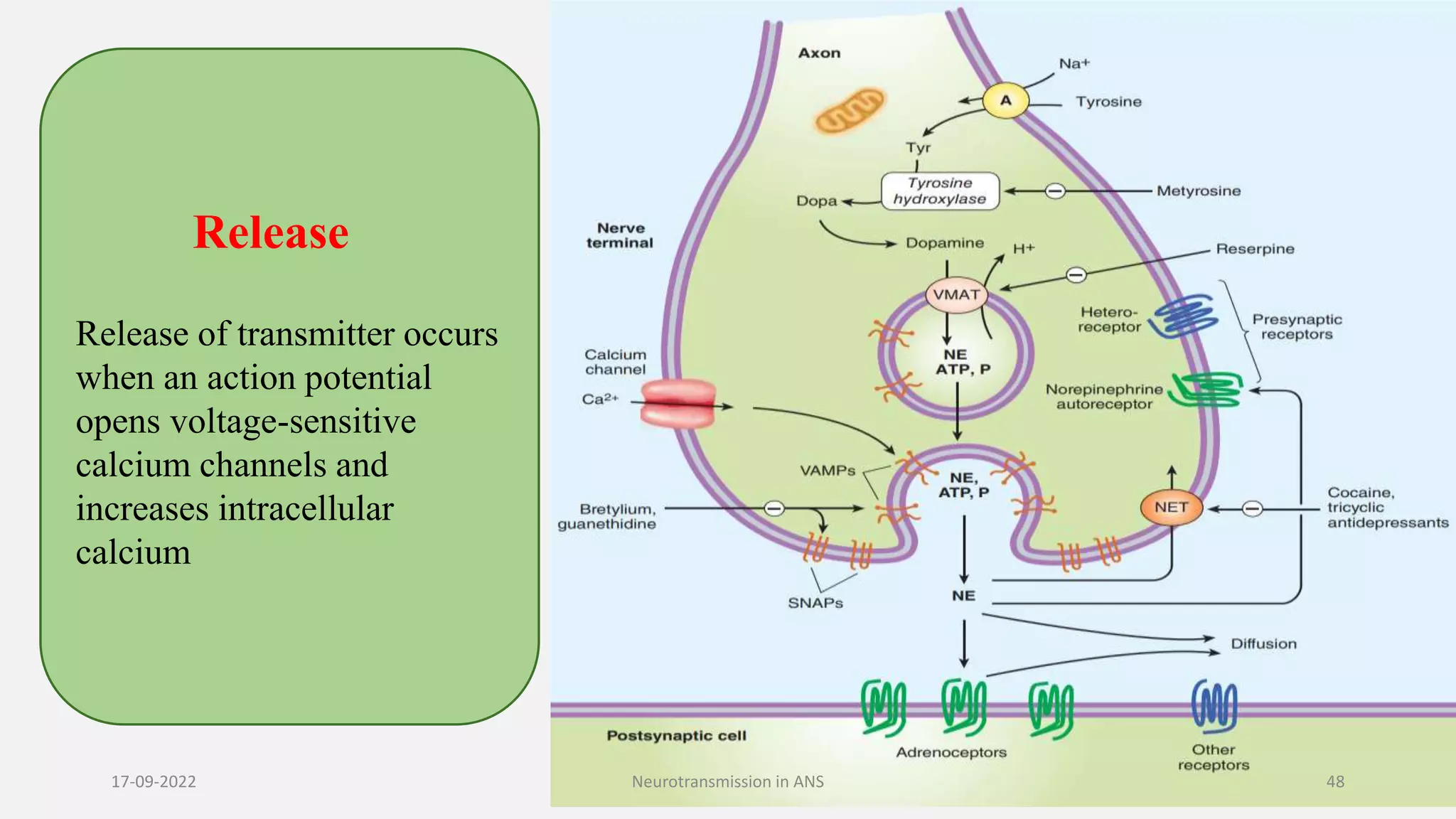 AUTONOMIC NEUROTRANSMISSION.pptx