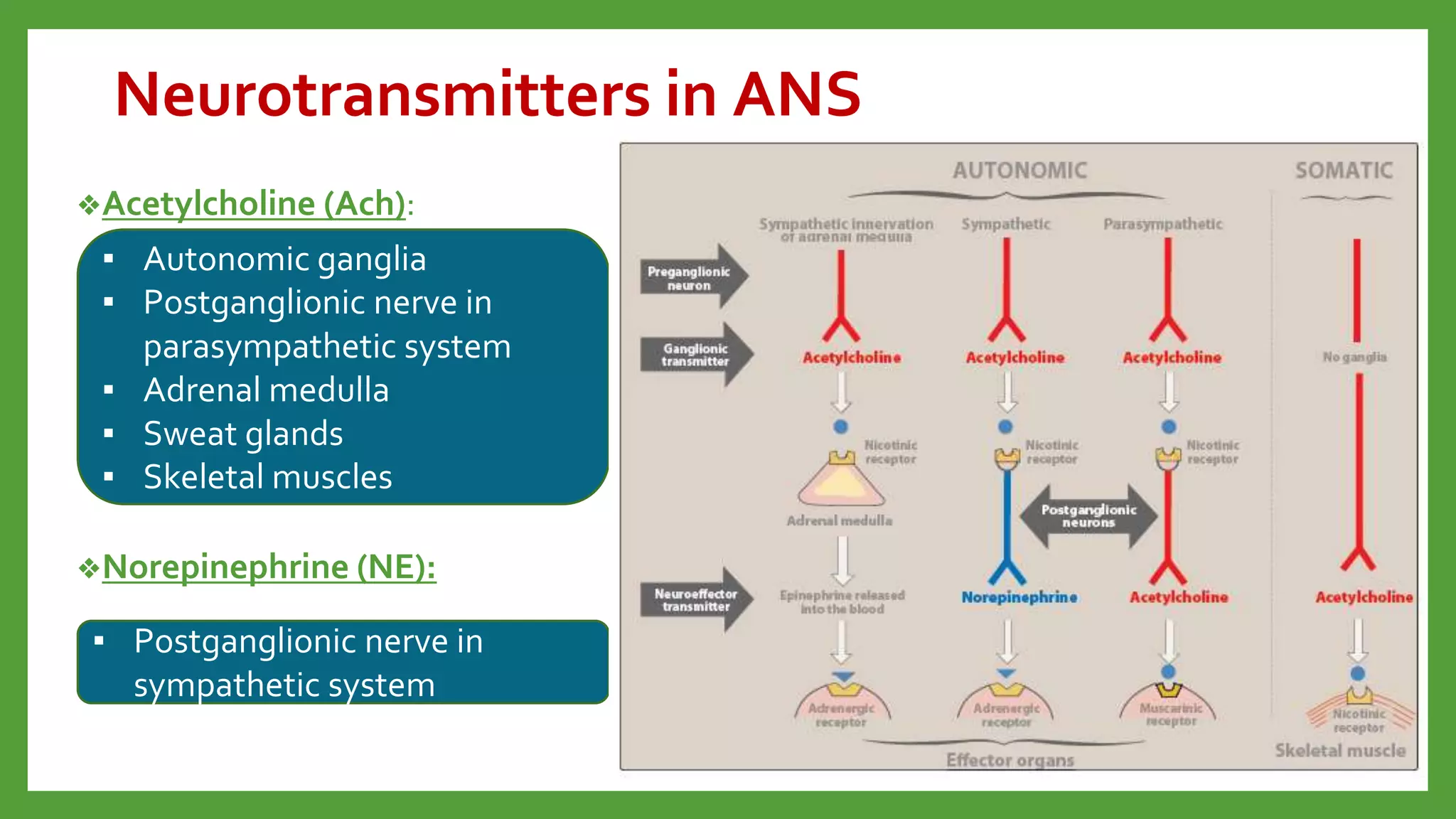 Autonomic Neurotransmission - Akhil.pptx | Brain and Nervous System ...