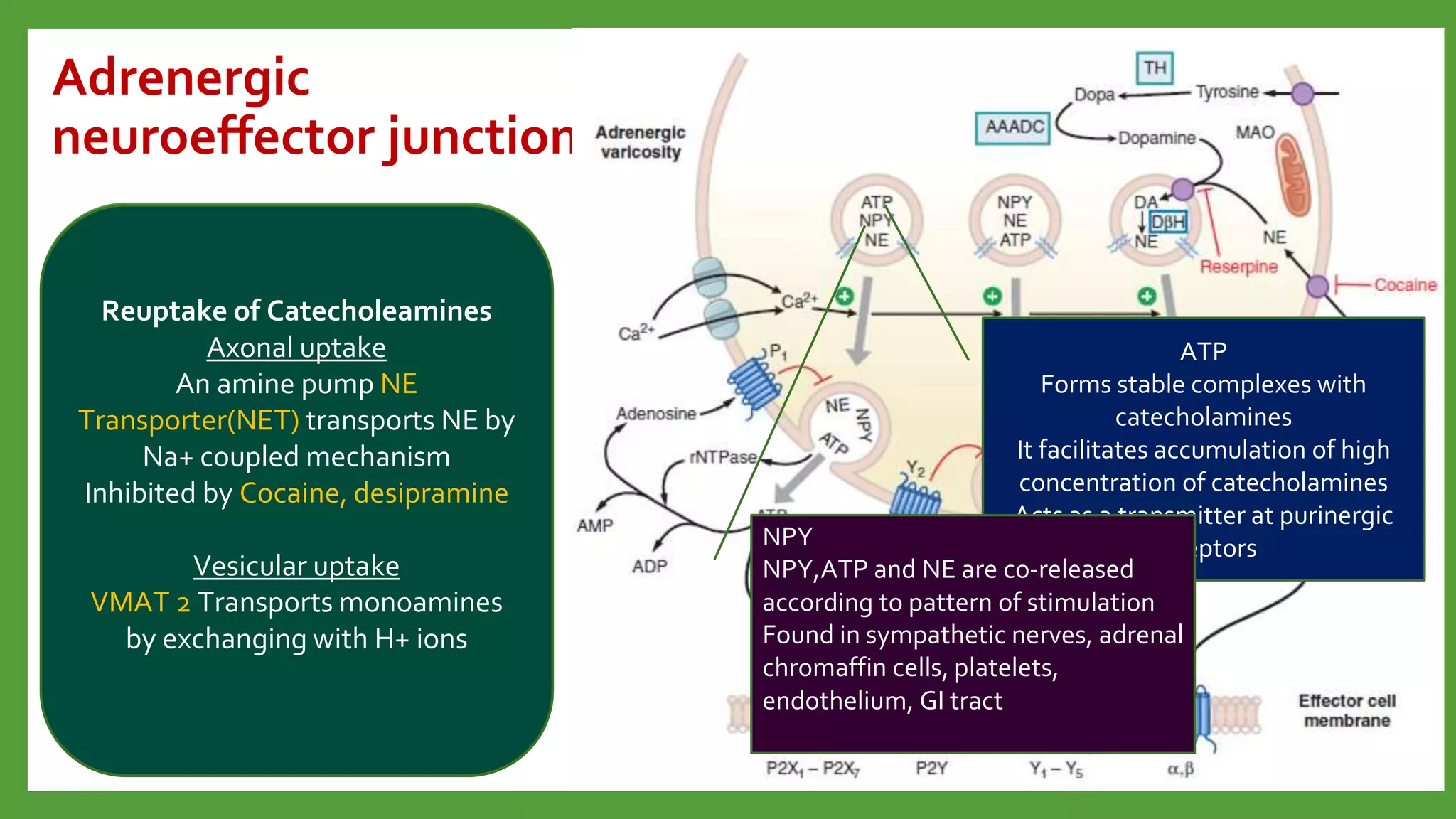 Autonomic Neurotransmission - Akhil.pptx | Brain and Nervous System ...