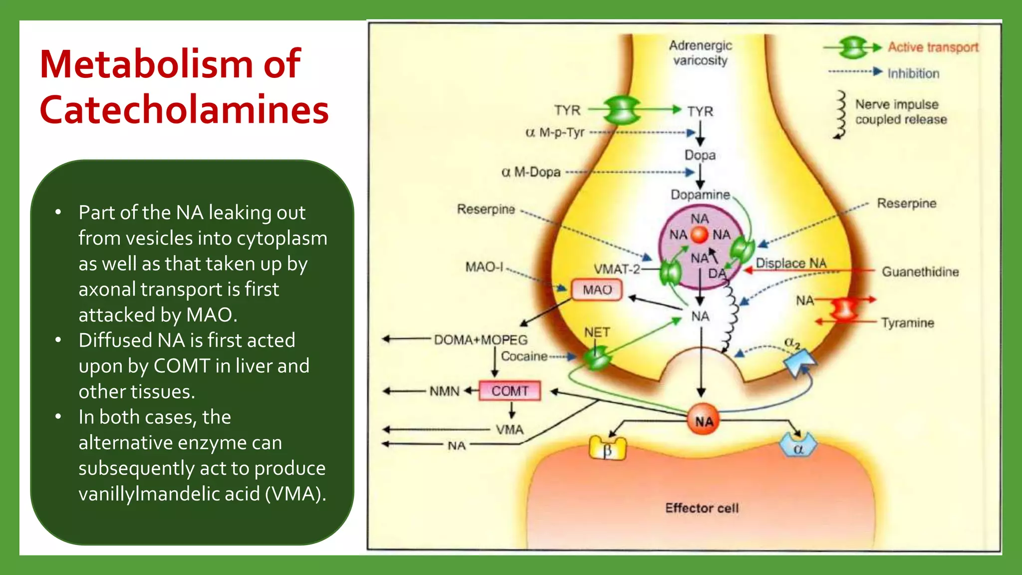 Autonomic Neurotransmission - Akhil.pptx | Brain and Nervous System ...